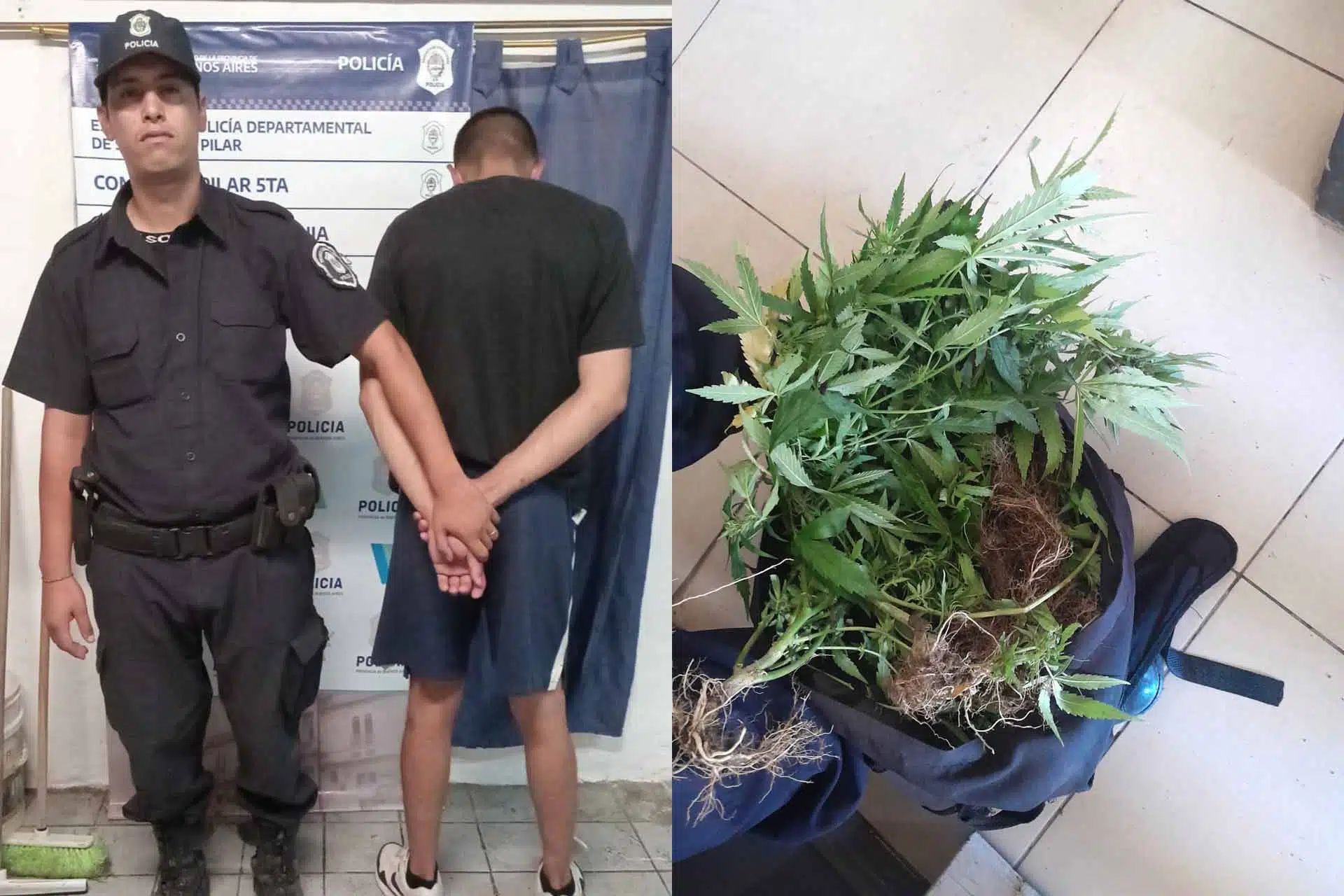 Detienen a un hombre que cultivaba plantas de marihuana | El Diario de Pilar